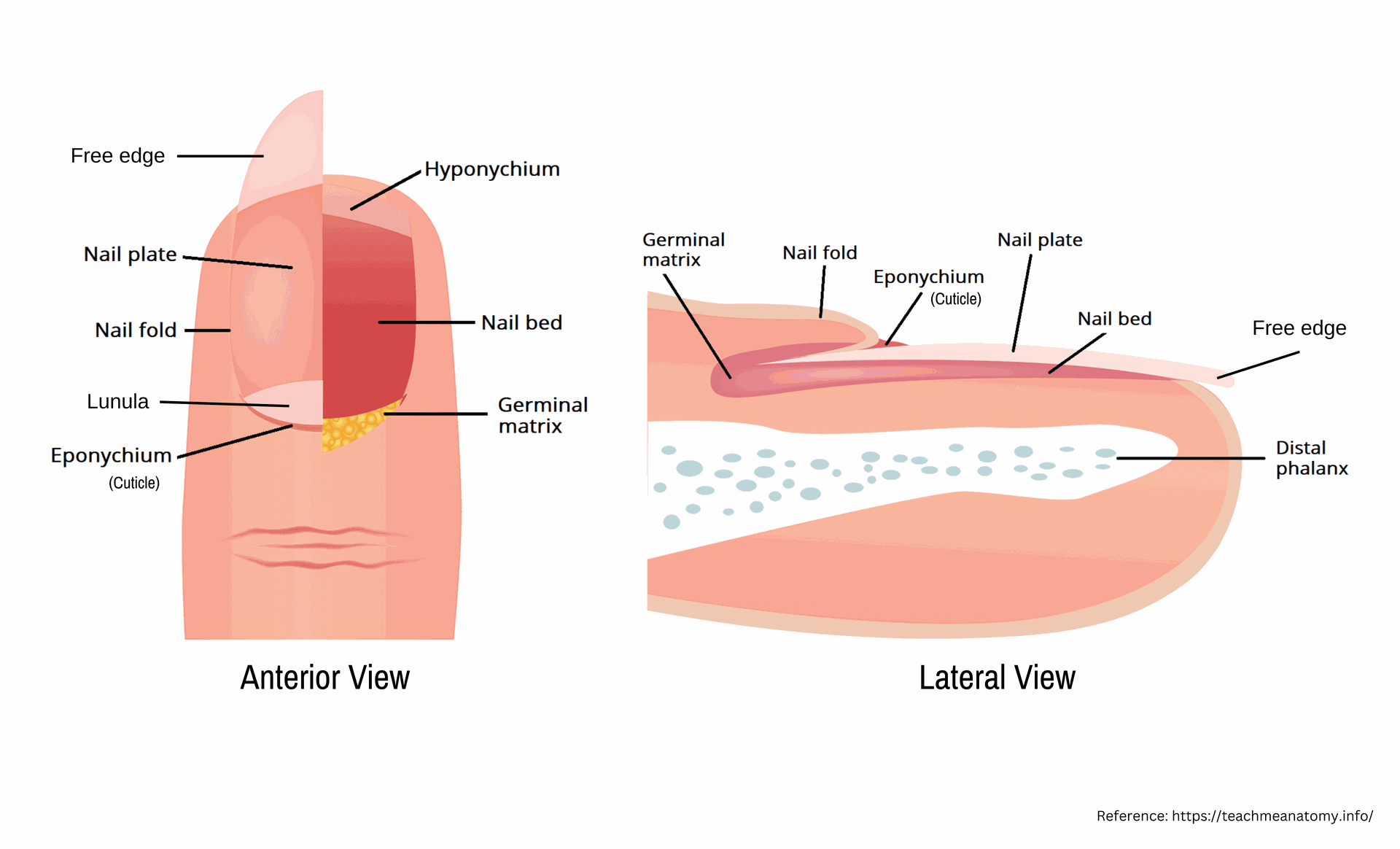 Understanding Nail Anatomy: A Comprehensive Guide | Russian Manicure Philippines